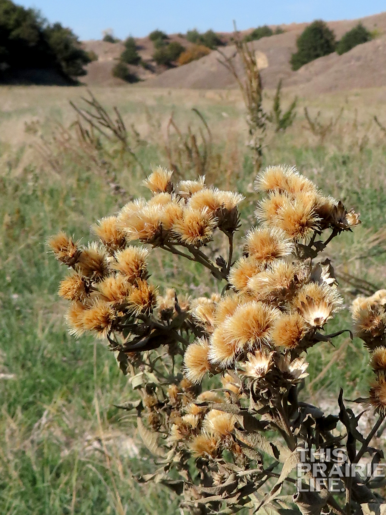 James Webb and pasture plants. – This Prairie Life.