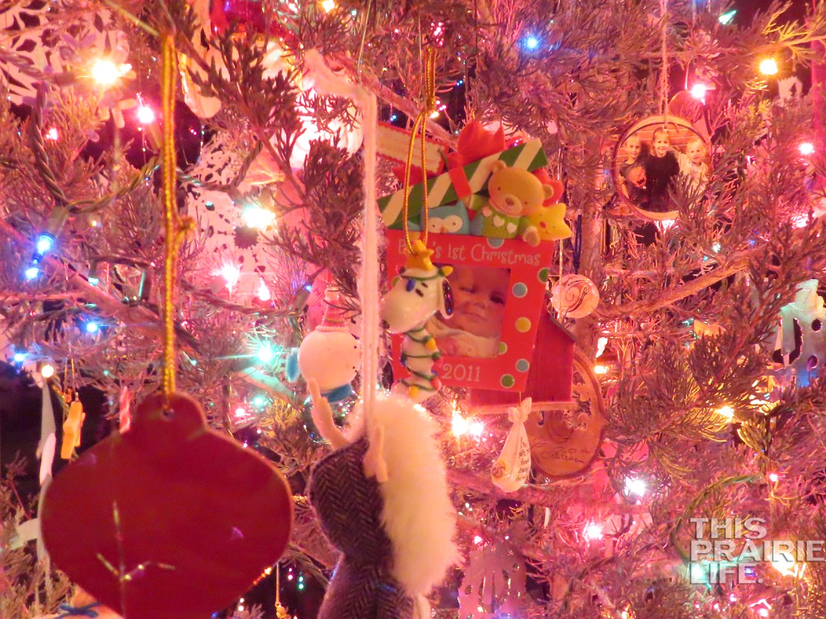 Pasture cedar Christmas tree, and related thoughts. – This Prairie Life.